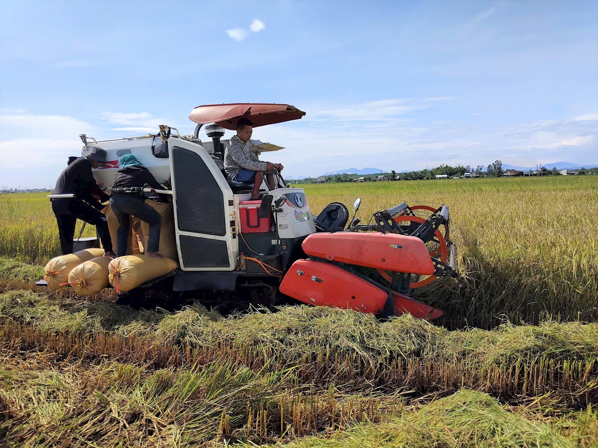 Nông dân Thăng Điền khẩn trương thu hoạch lúa hè thu