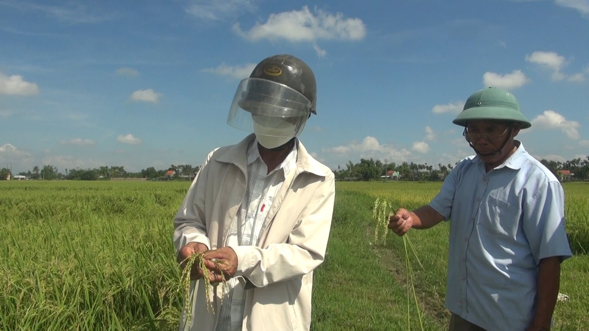 Hiệu quả mô hình liên kết sản xuất giống lúa nếp