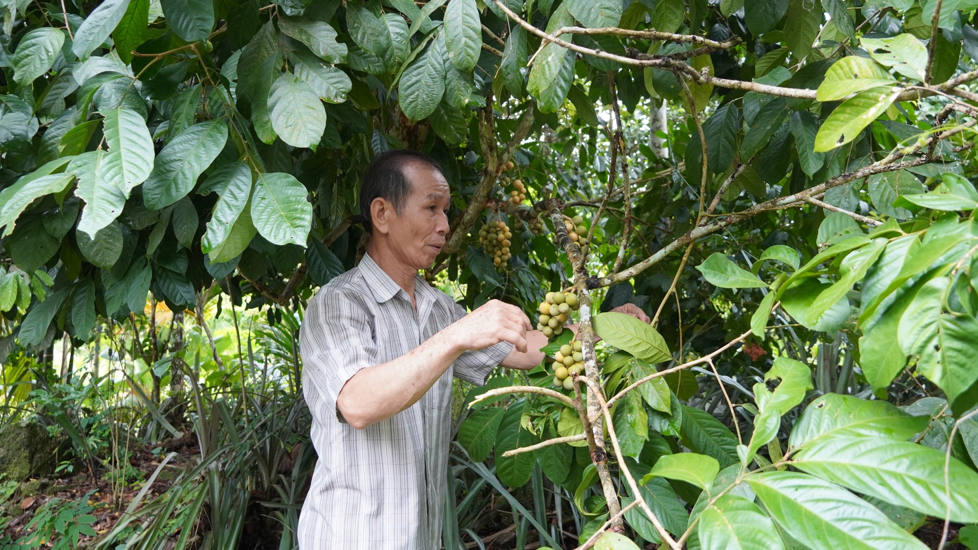 Giai đoạn 2022 - 2025, xã Tiên Phước có 772 hộ nông dân sản xuất, kinh ...