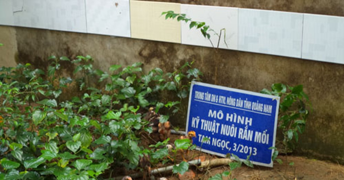 Phá sản mô hình nuôi rắn mối