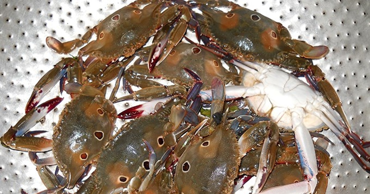 Enjoy green sentinel crab cake in Hoi An