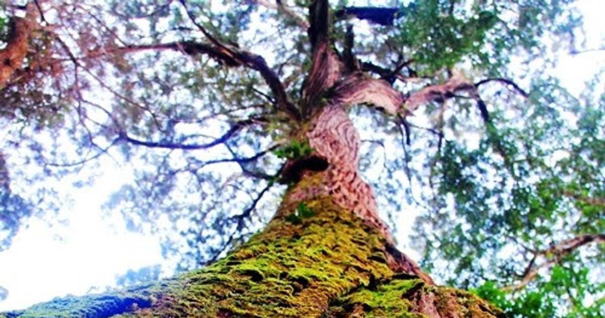 The "Kingdom" of po mu recognized as Vietnam heritage trees