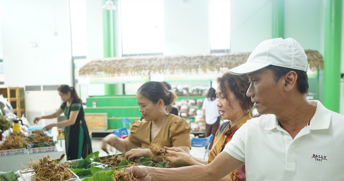 Nhộn nhịp phiên chợ sâm Ngọc Linh dịp 2/9