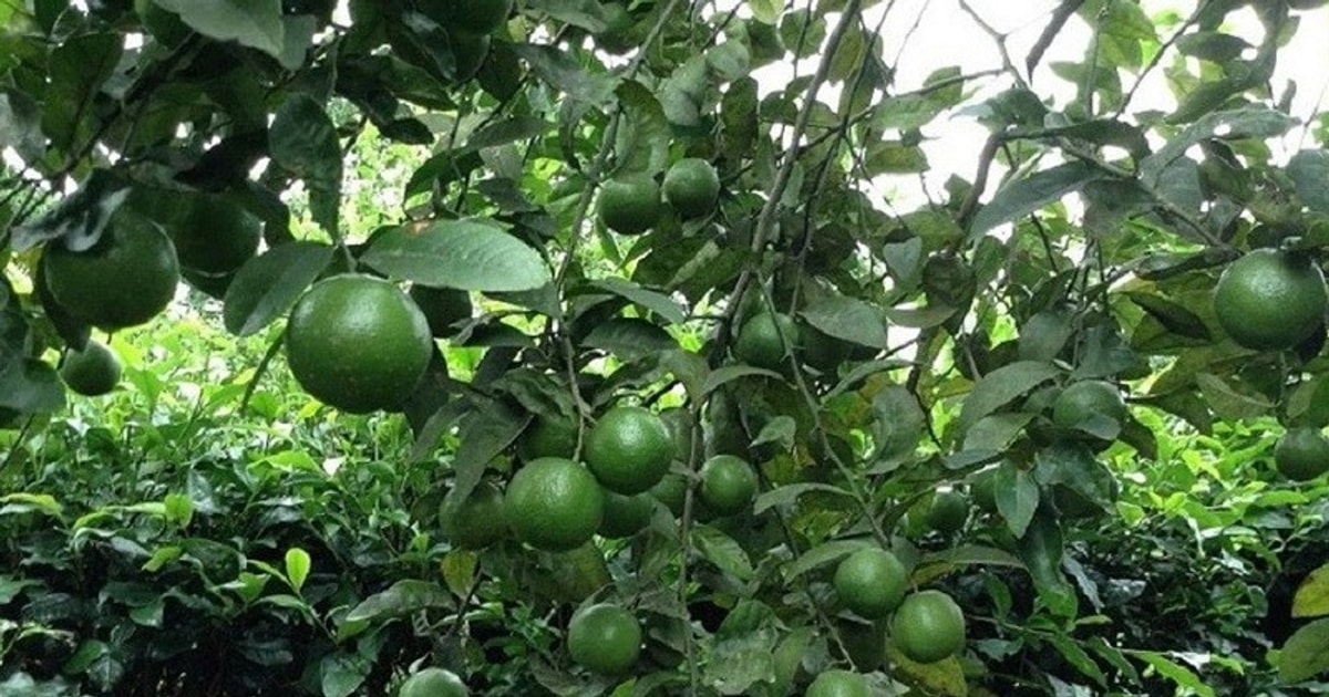 Phòng ngừa sỏi thận với vị thuốc quý từ quả chanh