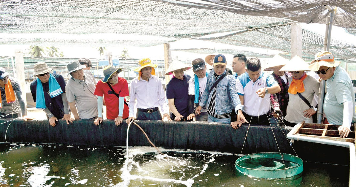 Green fisheries in Quang Nam