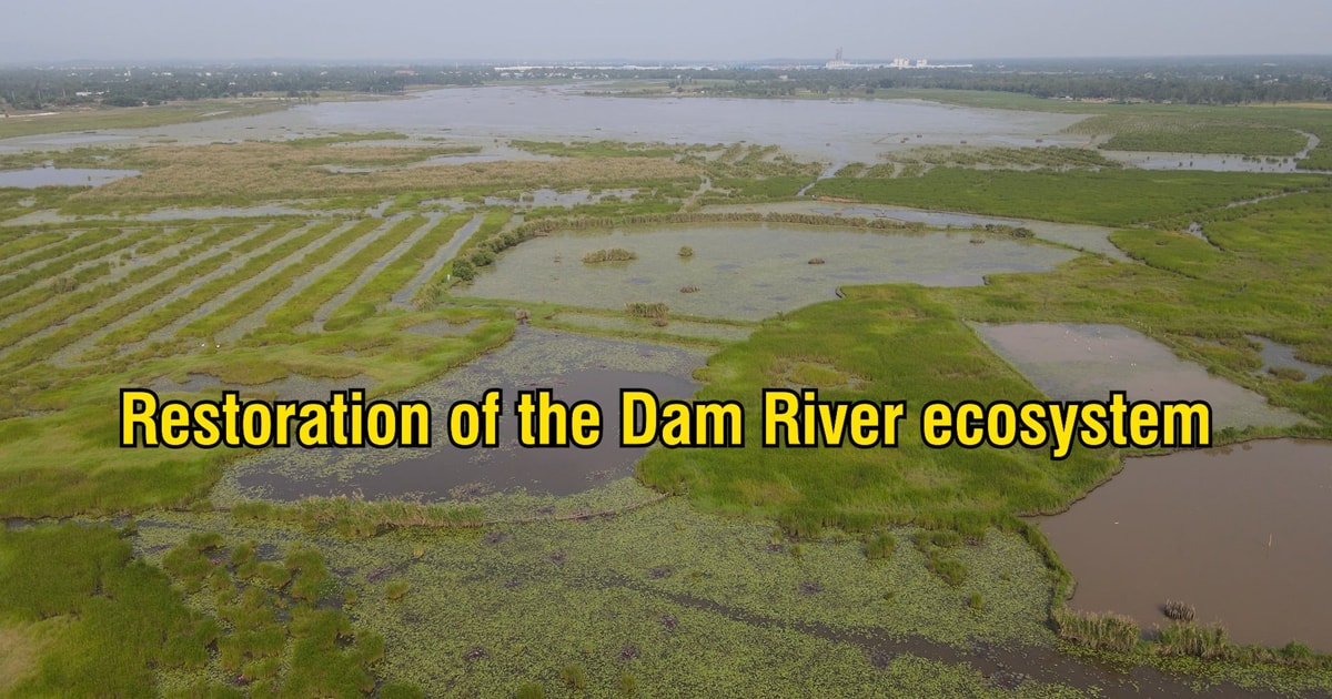 Restoration of the Dam River ecosystem