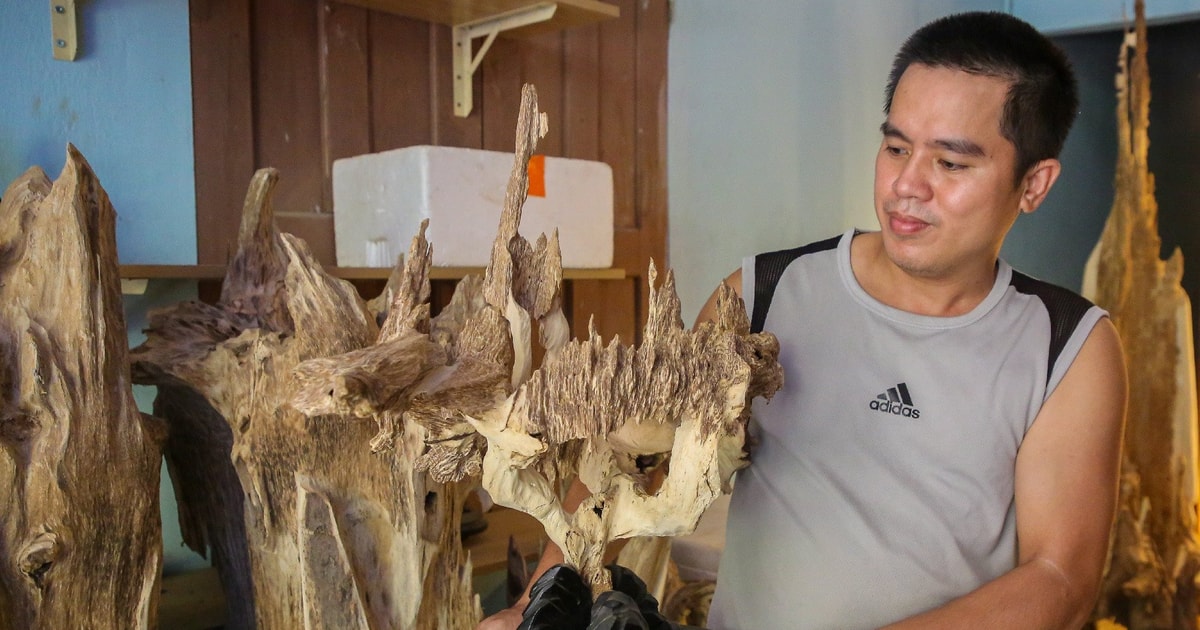 “Gold” inside lign-aloes trunks