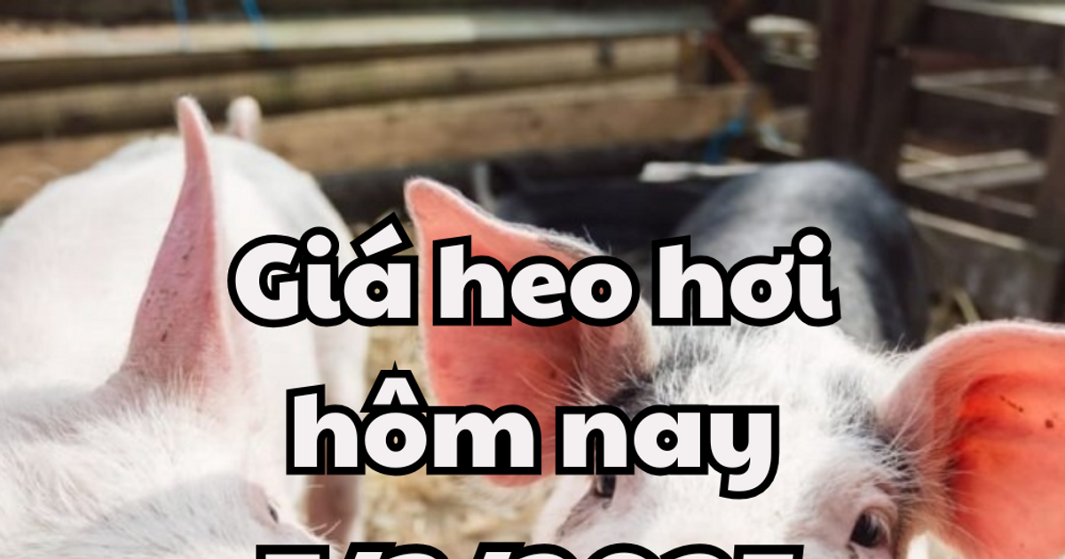 Giá heo hơi hôm nay 7/3/2025 mới nhất: Duy trì đà tăng mạnh