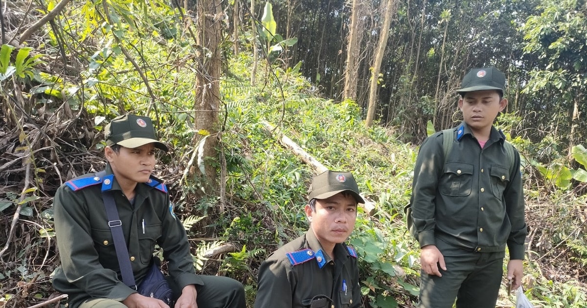 Chi trả dịch vụ môi trường rừng ở Nam Trà My: Bảo vệ nghiêm diện tích ...