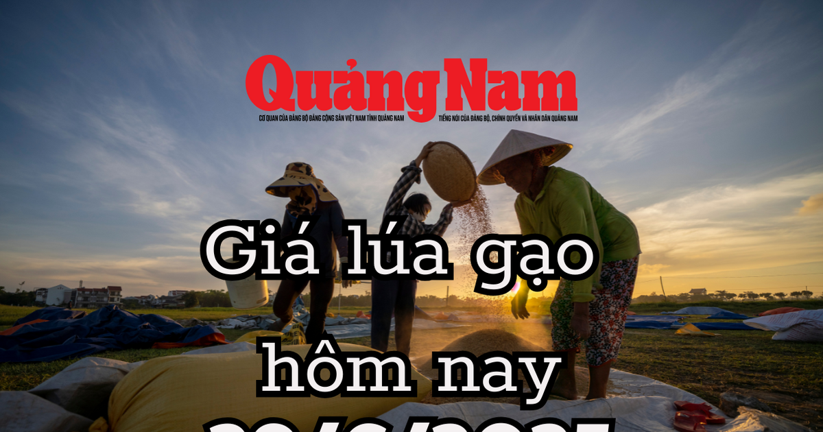Giá lúa gạo hôm nay 29/6/2025 Nhật Bản khát gạo, cơ hội vàng cho xuất ...
