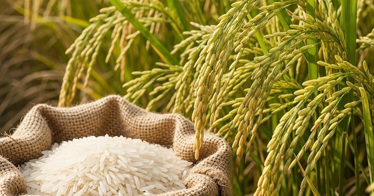 Giá lúa gạo hôm nay 14/7: Thị trường lúa gạo trong nước giữ giá