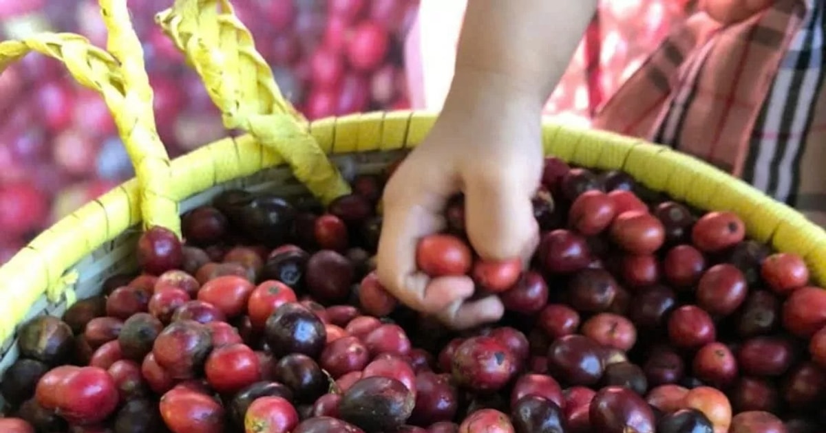 dự báo giá cà phê ngày mai 23/7: Bình yên trước bão hay có tin tốt?