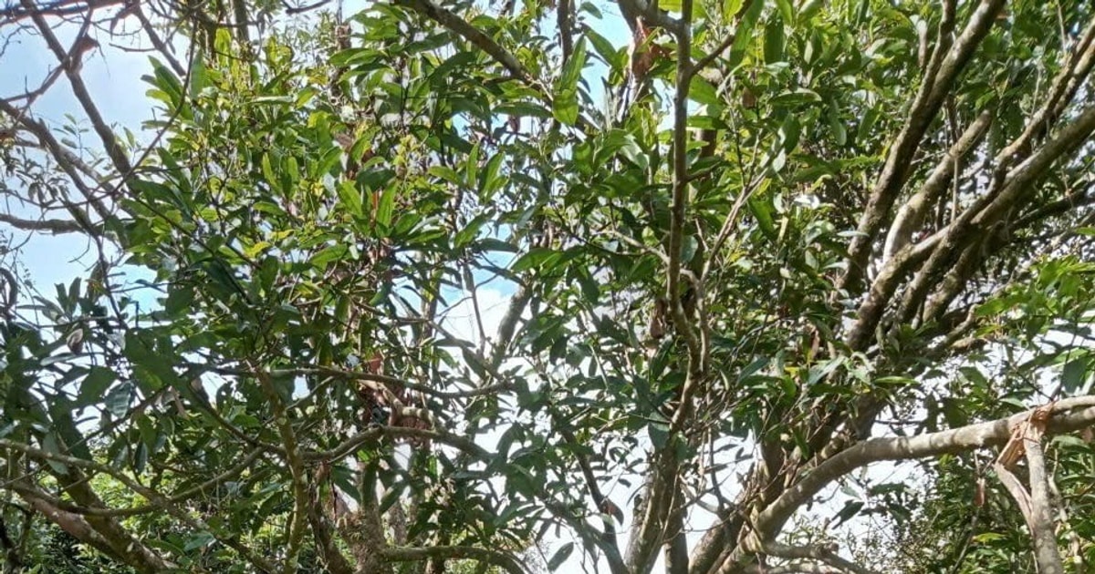 150-year-old cinnamon tree in Da Nang recognized as Vietnam Heritage Tree